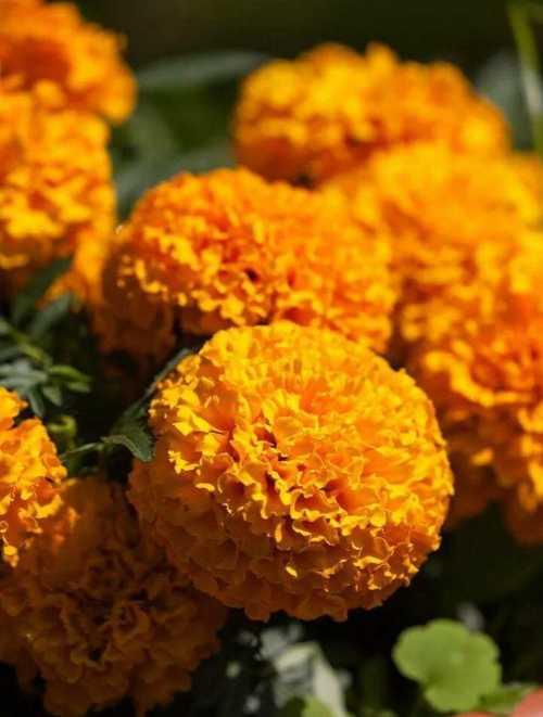 Рассада шафранов