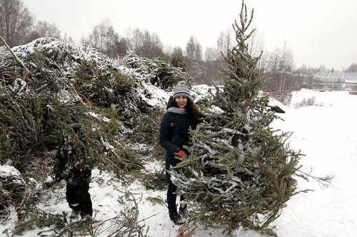 Новогодние живые ели и сосны оптом