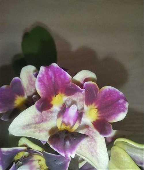 Орхидея бабочка Сого Готрис