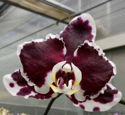 Орхидея Фаленопсис орхидея. phal. dream world