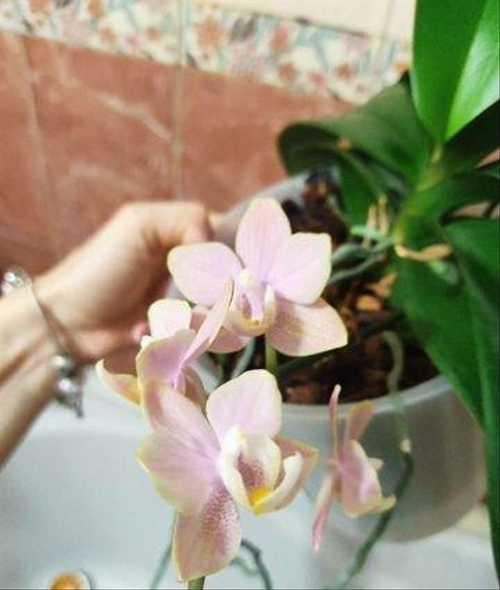 Орхидея фаленопсис сортовой Tiny Melissa