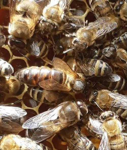 Породы пчел купить. Пчелиная матка Карпатка. Матка пчелы Карпатка. Пчеломатки Карпатской породы. Пчелиные матки Карпатской породы.