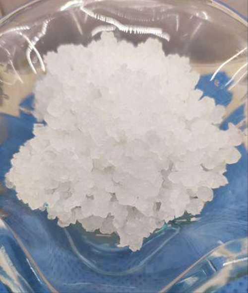 Морской рис/гриб