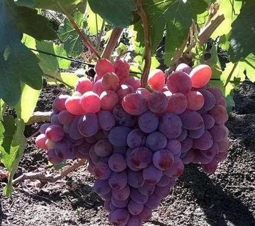 Столовый сорт винограда атаман
