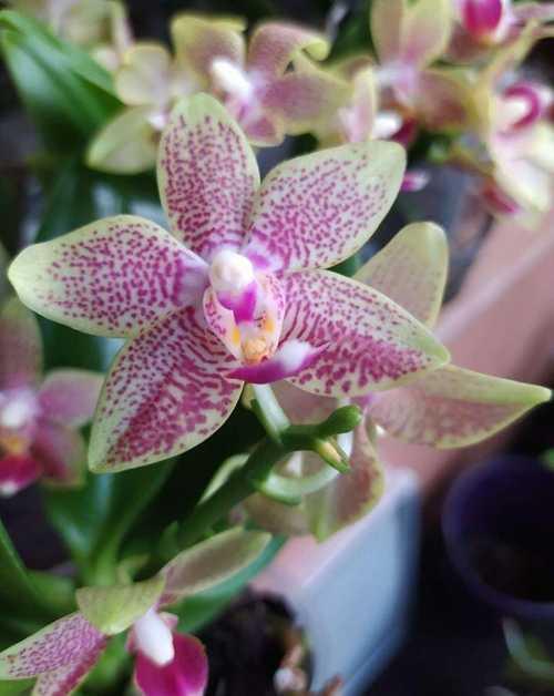 Орхидея Фаленопсис Джулия