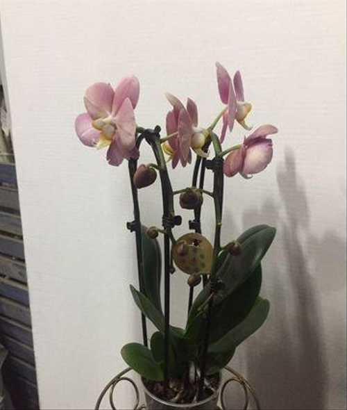 Орхидея каскад