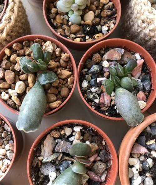 Адромискус Купера суккулент Adromischus