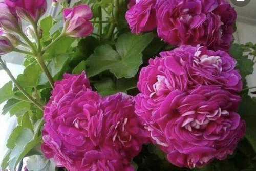 Пеларгония герань Тесс Влада