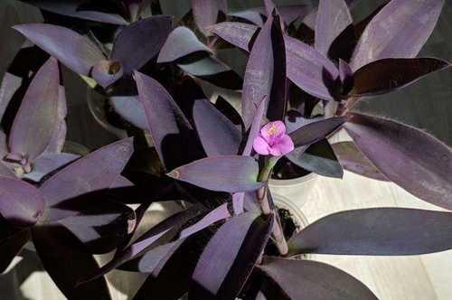 Сеткреазия пурпурная Традесканция фиолетовая
