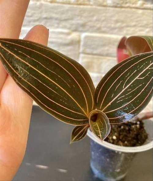 Орхидея лудизия драгоценная
