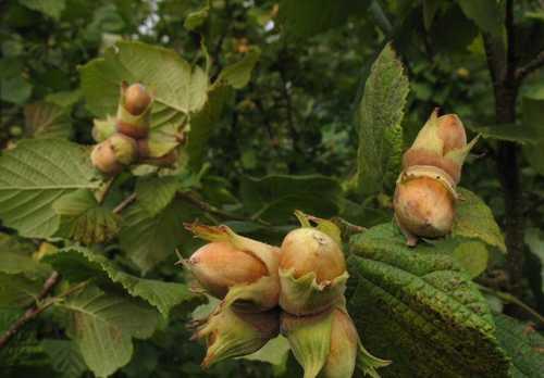 Орех фундук,саженцы. Горелово