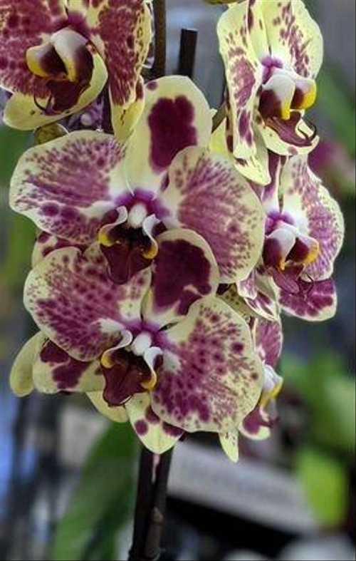Орхидея Пунш