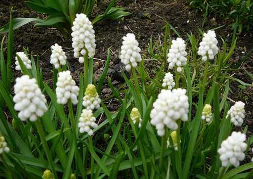 Мускари (Muscari)