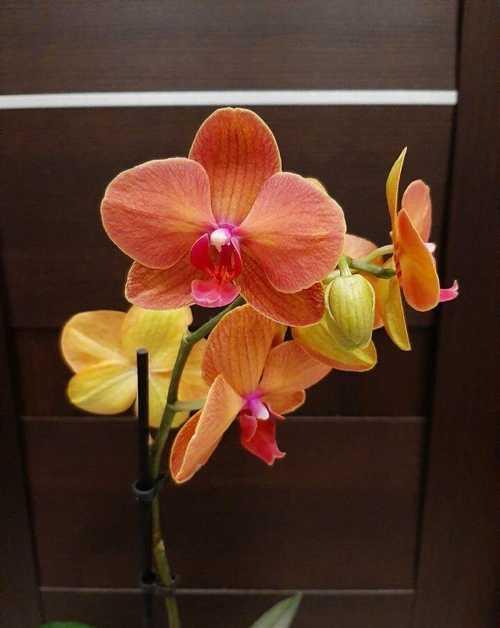 Азиан коралл орхидея фото