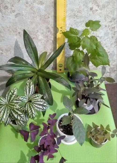 Растения комнатные микс