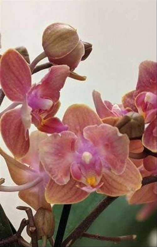 Орхидея Дасти Бель бабочка