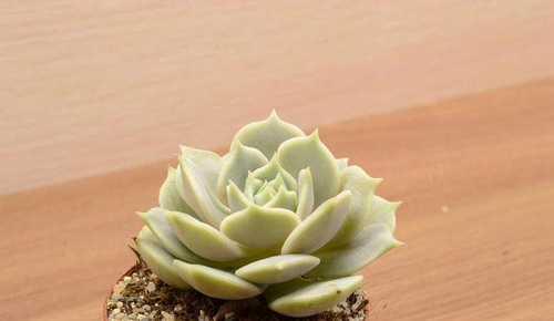 Echeveria Lola (Эхеверия Лола) (SCT28174)