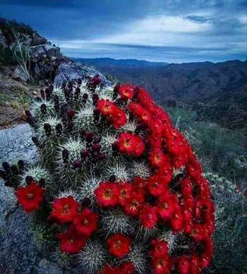 Цереус перуанский монстрозная форма