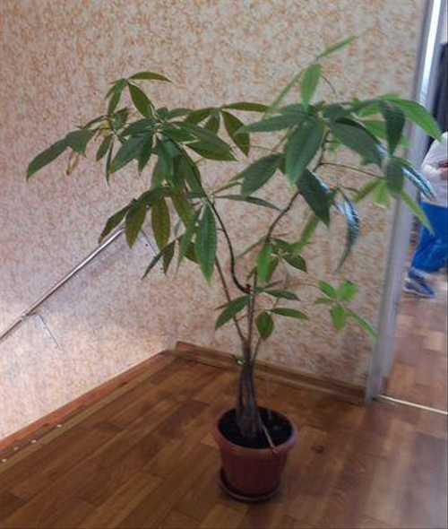 Пальма Пахира