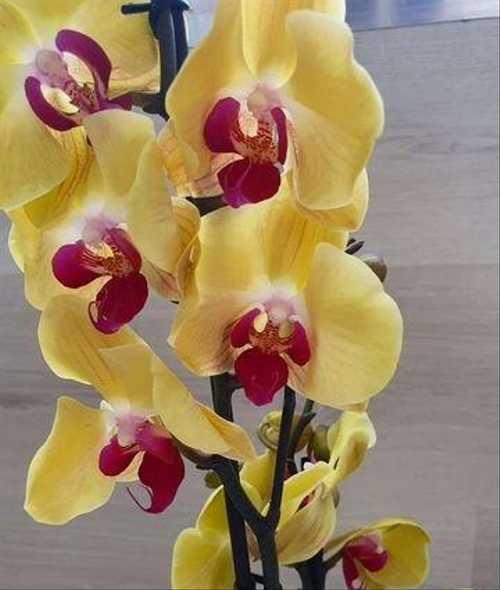 Орхидея фаленопсис желтая с алой губой 3 ветви