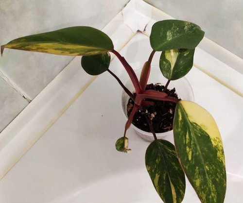 Филодендрон Red Emerald variegata