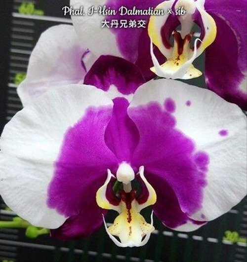 Орхидея Phal. I-Hsin Dalmatian sib