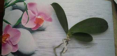 Детка белой орхидеи