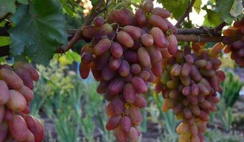 Саженцы винограда ежевики малины
