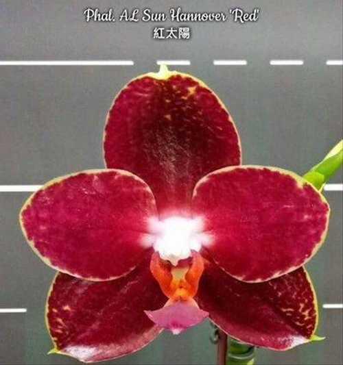Орхидея Phal. AL Sun Hannover 'Red'