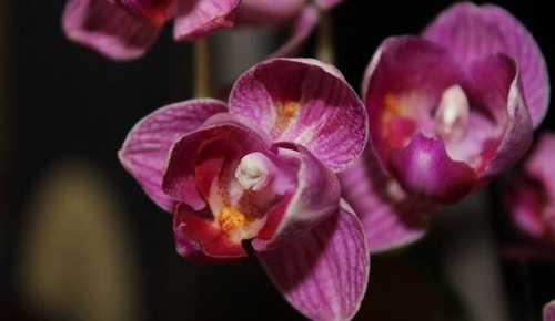 Орхидея бабочка пелорик, цветущая, Азия