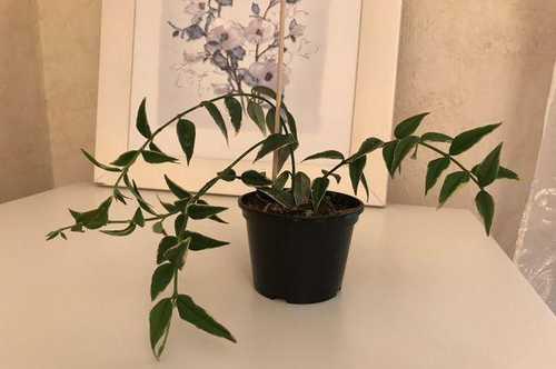 Хойя белла вариегата Hoya Bella Variegata