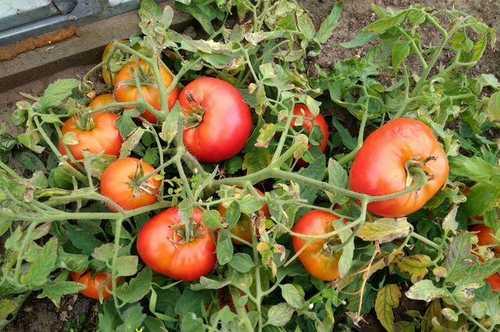Рассада томатов из своих семян