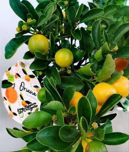 Мандарин Calamondin