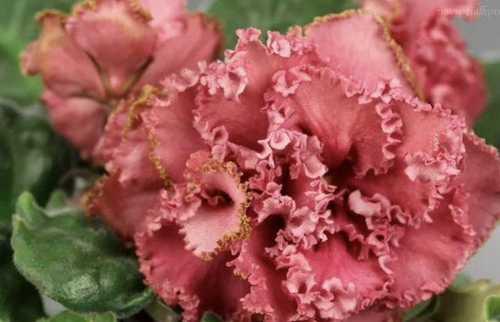 Фиалка ав-Хурма укор. лист