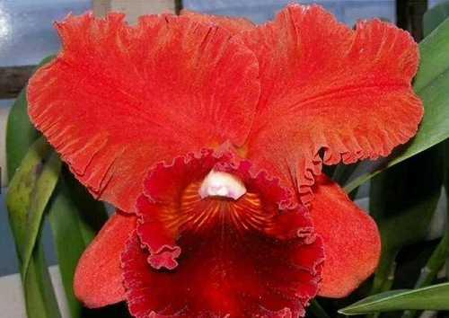 C.Chian Lina Red Perl