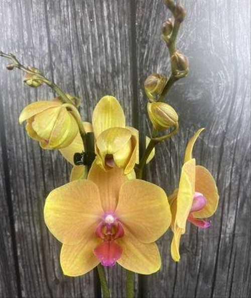 Орхидея фаленопсис оранж