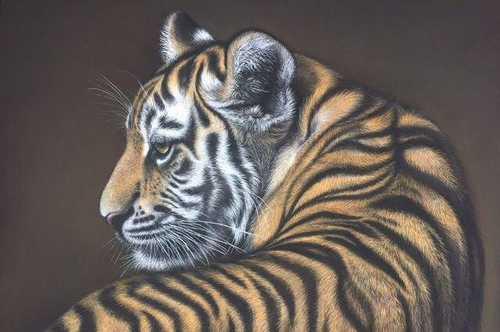 Картина «Тигр», сухая пастель 50*40 см