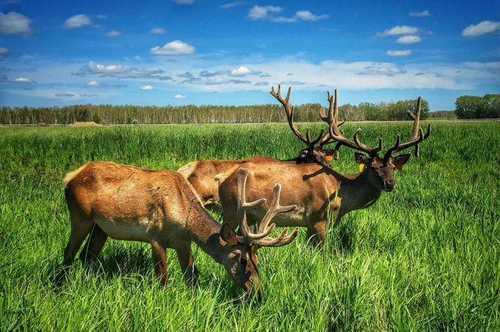 Рога замороженные (марал)
