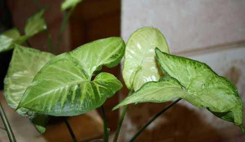 РЎРёРЅРіРѕРЅРёСѓРј White Butterfly