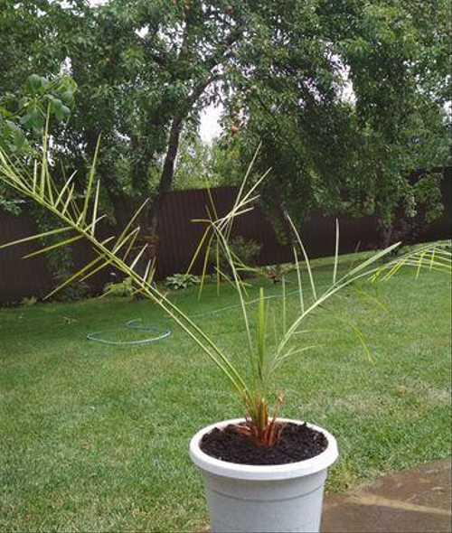 Домашнее растение Пальма