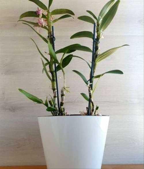 Орхидея Дендробиум vip в пластиковом горшке 2 сорт