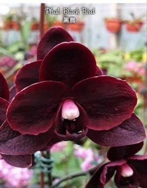 Орхидея фаленопсис Black Bird HCC/oios