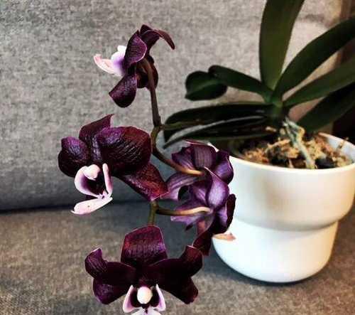 Орхидея каода твинкл phal. Kaoda twinkle
