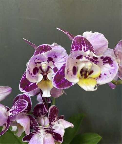 Орхидея фаленопсис пелорик Баблс