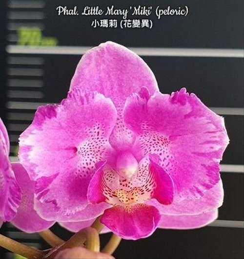 Орхидея Phal. Little Mary 'Miki' (peloric)