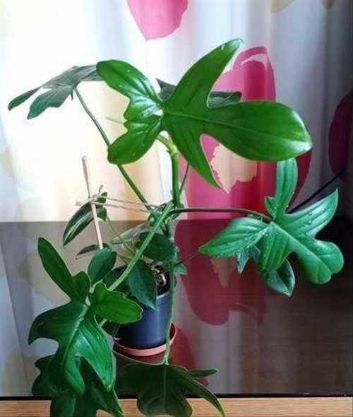 Филодендрон дольчатый (Philodendron laciniatum)