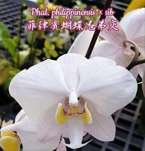Орхидея Phal. philippinensis sib
