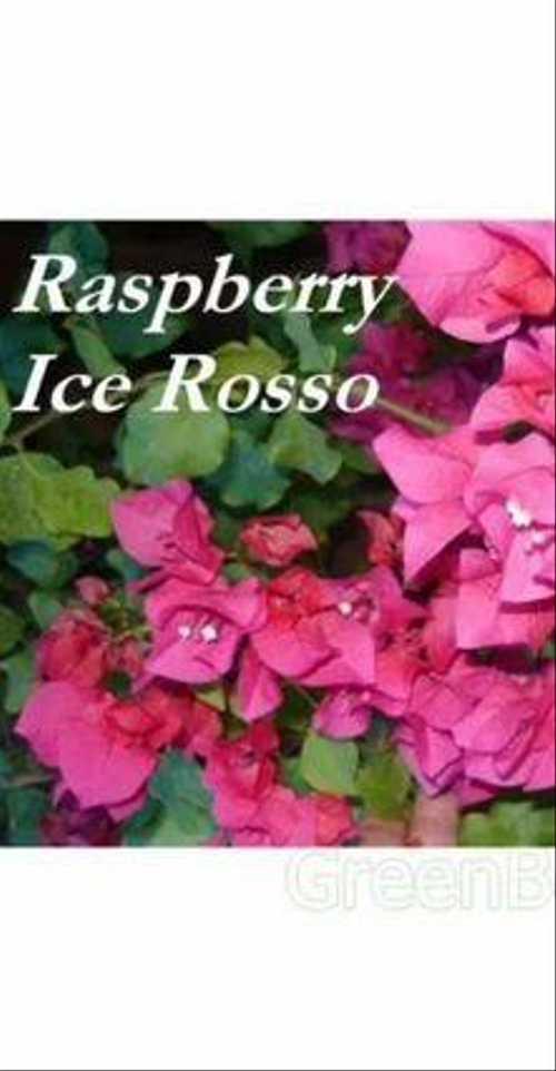 Бугенвиллия Raspberry Ice Rossso взрослое растение