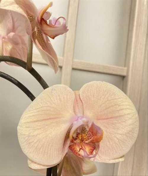Орхидея леди мармелад