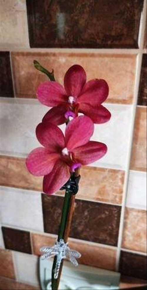 Орхидея фаленопсис Сокровище Будды